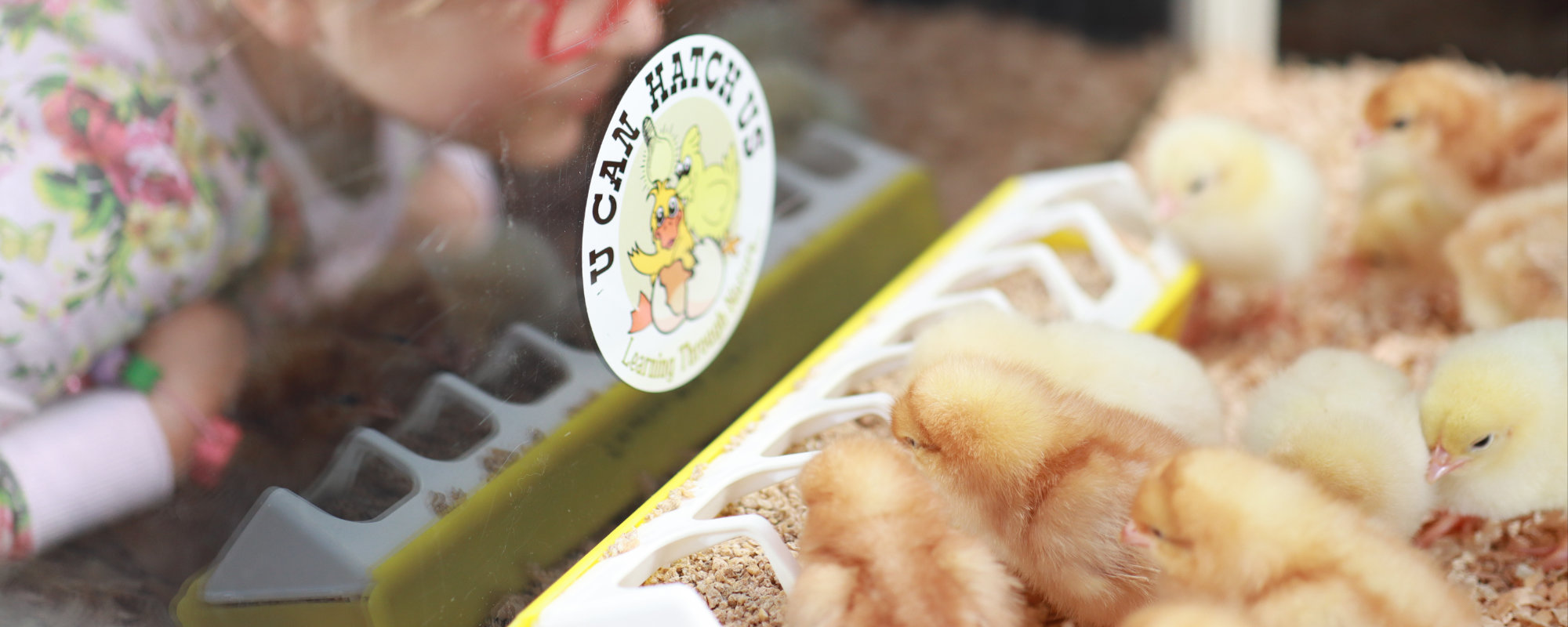 Hatching WA - Chick Hatching Programs Perth